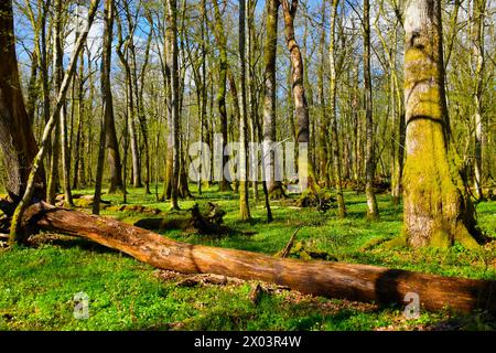 Old growth pedunculate oak broadleaf, deciduous, temperate wetlands ...