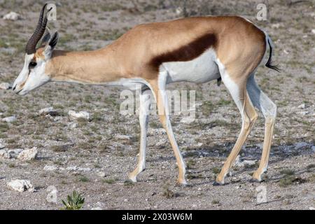 Picture of a springbok with horns in Etosha National Park in Namibia ...