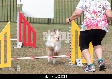 A Shetland Sheepdog jumping over an agility hurdle Stock Photo - Alamy