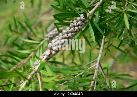 Callistemon. Bottlebrush seed capsules, close-up. Plants and trees in a ...
