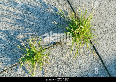 Grass breaks through concrete slabs. Despite everything. New life ...