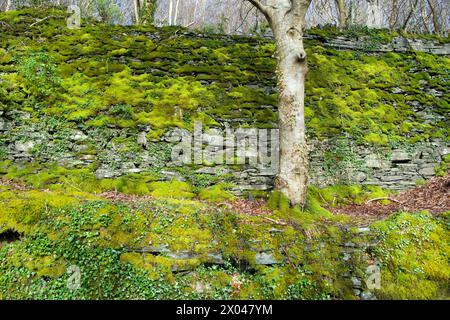 This mossy lane (Lon Ddinas in North Wales near Tregarth) includes ...