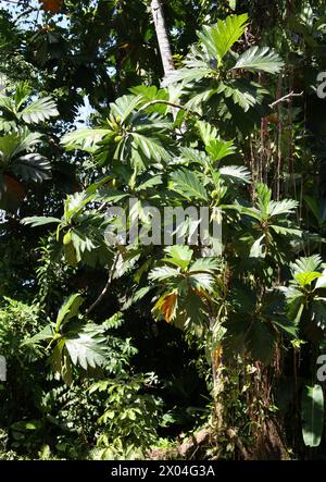 Artocarpus camansi (Also breadnut, Moraceae, breadfruit, Artocarpus ...