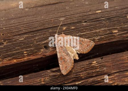 Orthosia incerta Family Noctuidae Genus Orthosia Clouded drab moth wild ...