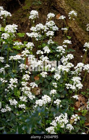 Trefoil Cress (Cardamine trifolia Stock Photo - Alamy