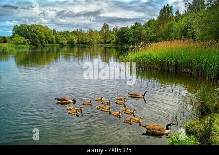 UK, West Yorkshire, Wakefield, Walton Colliery Nature Park Stock Photo ...