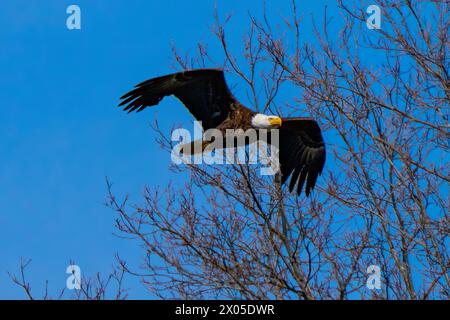 American Bald Eagle soars under a deep blue sky with spread wings Stock ...