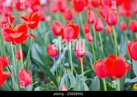 Red tulips, common name for all species, hybrids and cultivars of this ...