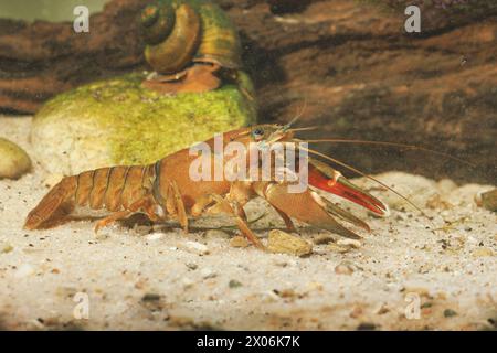 signal crayfish (Pacifastacus leniusculus), female, Germany Stock Photo ...