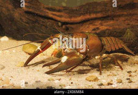 signal crayfish (Pacifastacus leniusculus), female, Germany Stock Photo ...