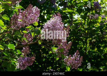 purple lilac shrub blossoms in spring. Beautiful floral nature ...