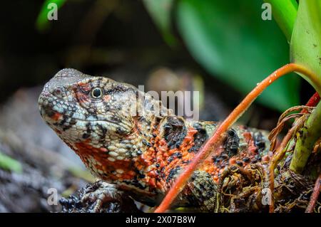 The Vietnamese crocodile lizard (Shinisaurus crocodilurus vietnamensis ...