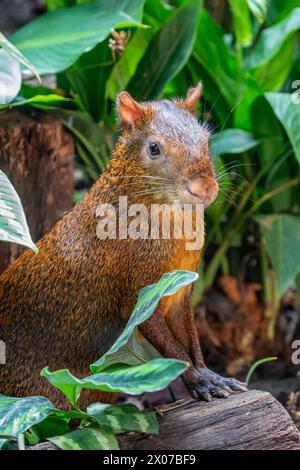 Azara's agouti (Dasyprocta azarae) from Pantanal, Brazil Stock Photo ...