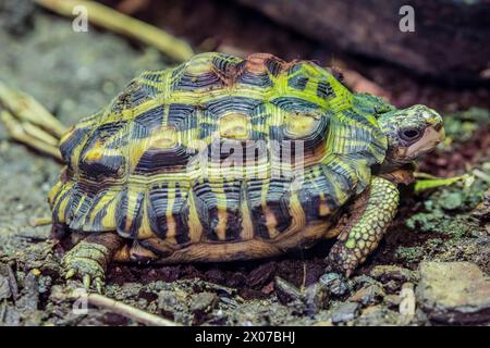 Flat-backed spider tortoise (Pyxis planicauda), more commonly known as ...