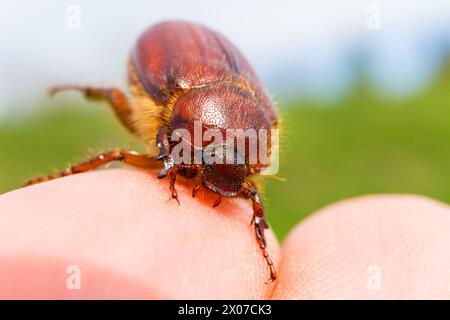 Cockchafer, maybug (Holochelus aequinoctialis) on fingers in spring ...