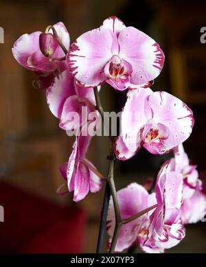 A selection of Orchids growing in a greenhouse Stock Photo - Alamy