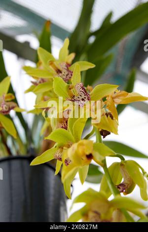 A selection of Orchids growing in a greenhouse Stock Photo - Alamy