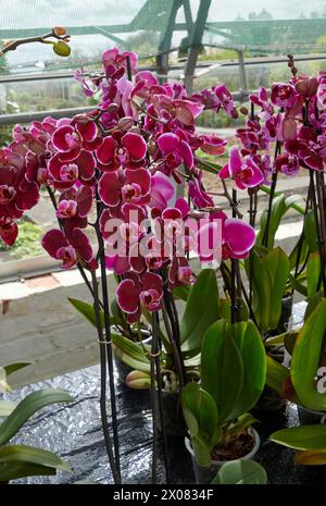A selection of Orchids growing in a greenhouse Stock Photo - Alamy
