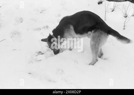 Current 9 - 8 - 1973: Norway's new film starThe police dog Faiko has ...