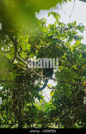 A black Howler monkey perching on tree Stock Photo - Alamy