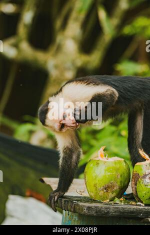 A capuchin monkey delicately feasts on fresh coconut in a lush Costa ...