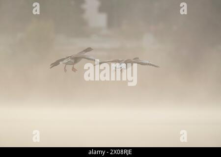 Two common geese, known as ansares comunes in Spanish, descend ...