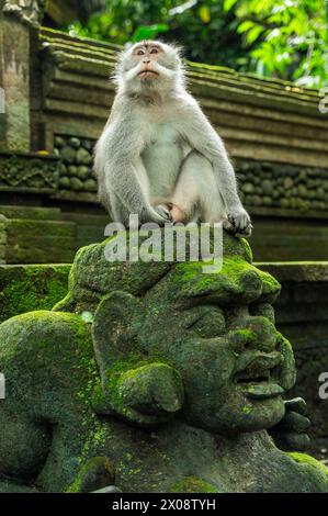 Stone carved Balinese statue covered by musk trees in the background ...