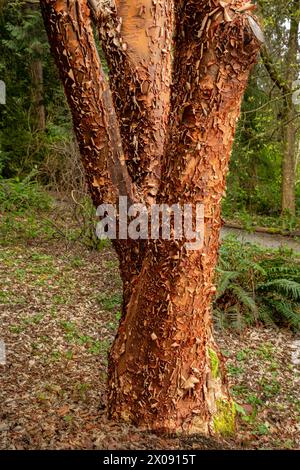 Acer Griseum, Chinese Paperbark Maple Stock Photo - Alamy
