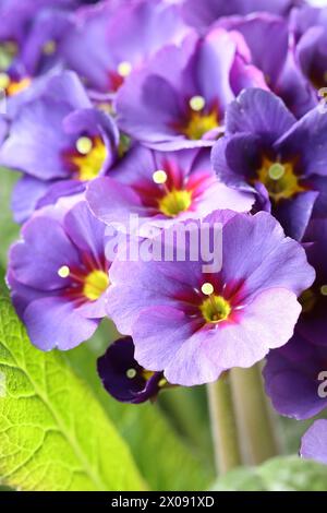 A close-up of beautiful purple primrose flowers growing in the garden ...