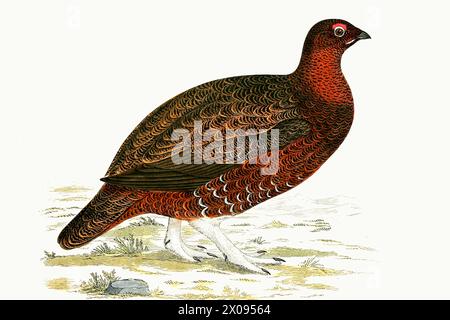 Vintage gamebird illustrations Stock Photo - Alamy