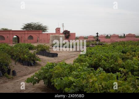 Tacama vineyard and winery has been growing grapes to make wine and ...
