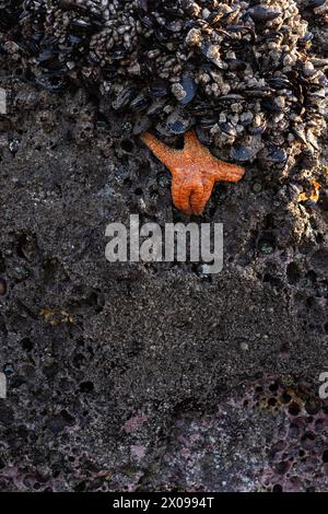 Small orange starfish on the wet white sand Stock Photo - Alamy
