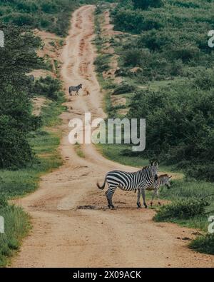 Plain zebra with a calf - Mburo National Park, Uganda Stock Photo - Alamy