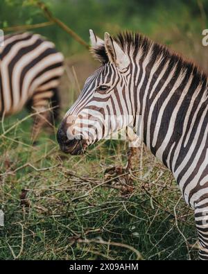 Portrait of Zebra in Uganda Stock Photo - Alamy
