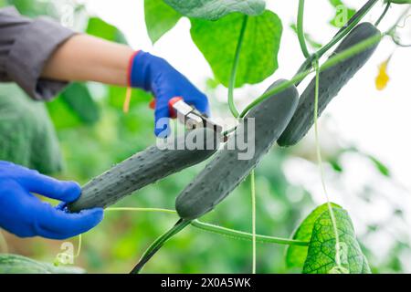 Farmers hands pruning ripe cucumbers with pruning shears Stock Photo ...