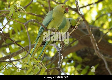 Illustration of a pair of green parrots, known as the alexandrine ...