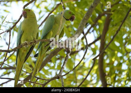 Illustration of a pair of green parrots, known as the alexandrine ...
