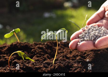 Man fertilizing soil with growing young microgreens outdoors, closeup ...