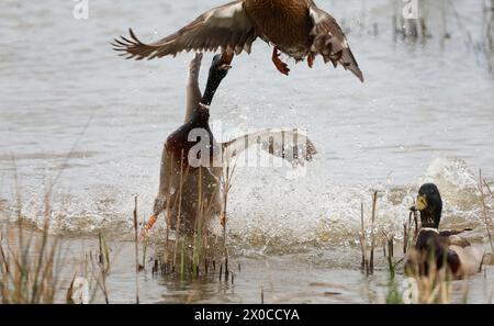 Canada goose fighting at RSPB Rainham Marshes Nature Reserve , Rainham ...