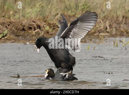 Coot having fun at RSPB Rainham Marshes Nature Reserve , Rainham, Essex ...