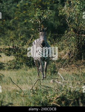 Portrait of plain zebra in Uganda Stock Photo - Alamy