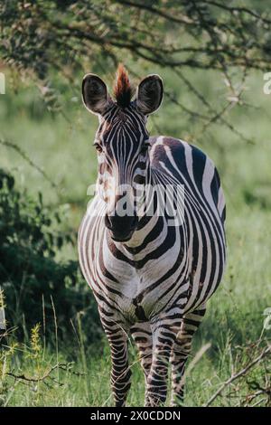 Portrait of plain zebra in Uganda Stock Photo - Alamy