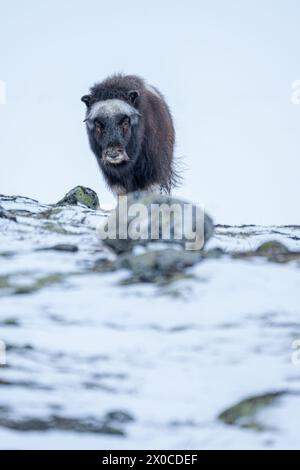 Beautiful portrait of a baby musk ox in the snow looking for something to eat among stones ...