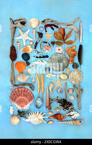 Nature study collage collection of natural objects with driftwood ...