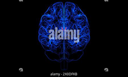 Brain Interventricular foramen Anatomy For Medical Concept 3D ...