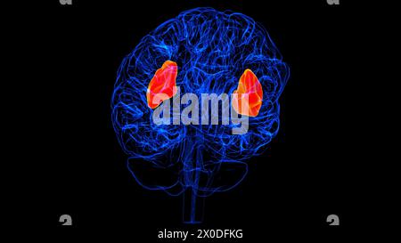 Brain insula Anatomy For Medical Concept 3D Illustration Stock Photo ...