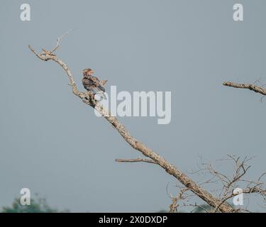 Bateleur Eagle perched and ready for flight in Uganda's sky Stock Photo ...