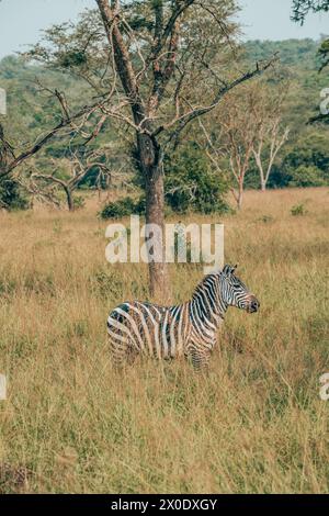 Plain Zebra in the field, Uganda Stock Photo - Alamy