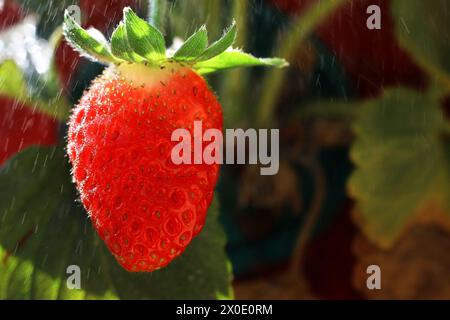 Closeup of a ripe strawberry falling into the water against a gray ...