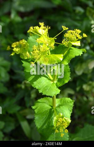 acid yellow spring flowers of Smyrnium perfoliatum growing against Red ...